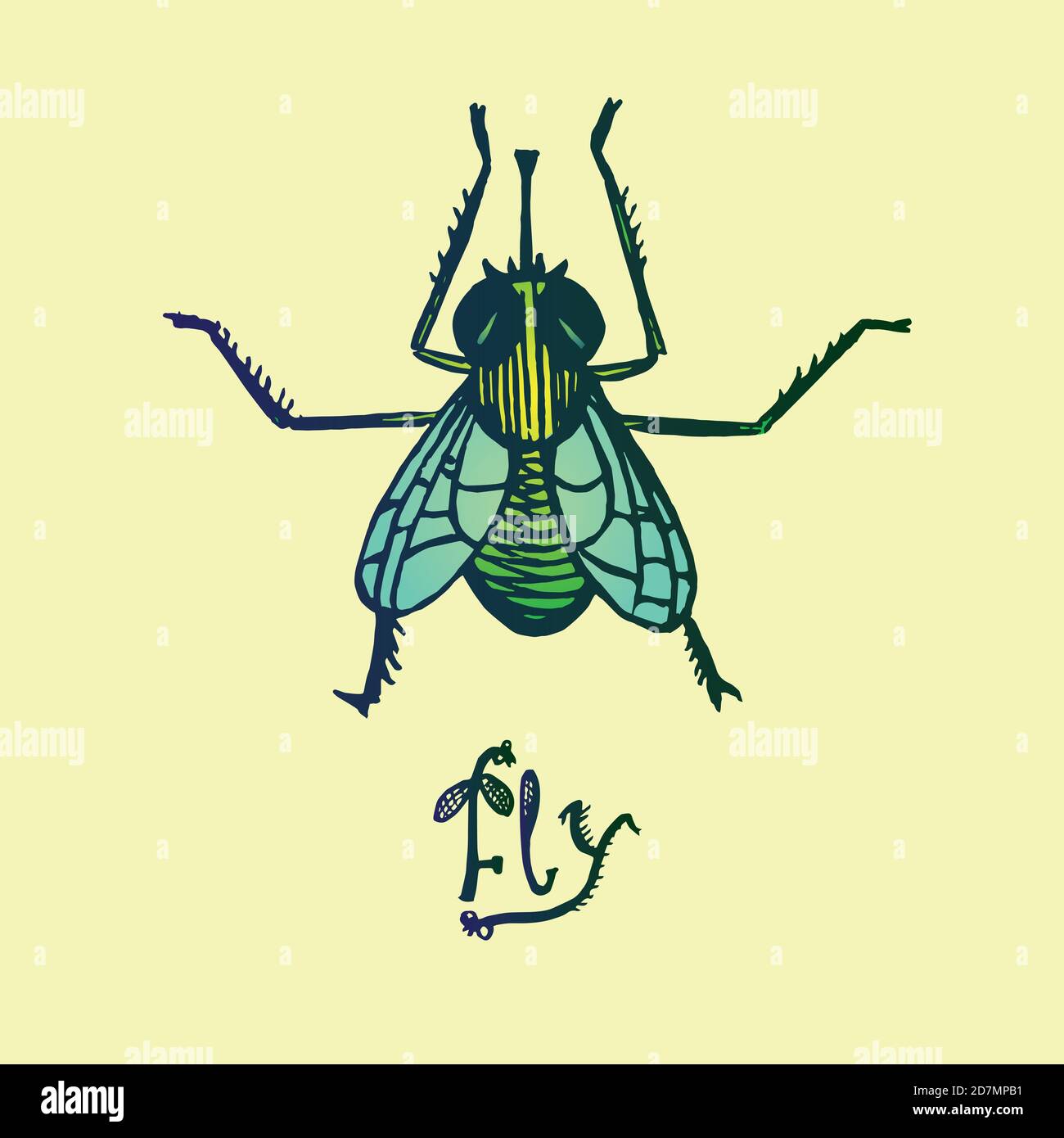 Cartoon character of fly with inscription, top view, hand drawn doodle ...
