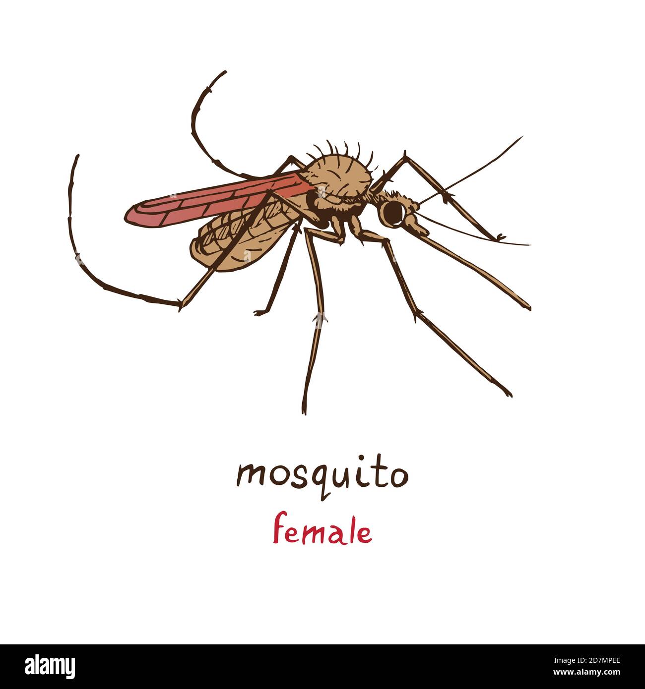 Mosquito female, with name, hand drawn doodle sketch, isolated color ...
