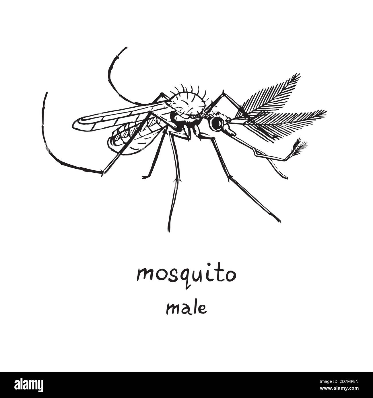 Mosquito male, with name, hand drawn doodle sketch, isolated outline ...