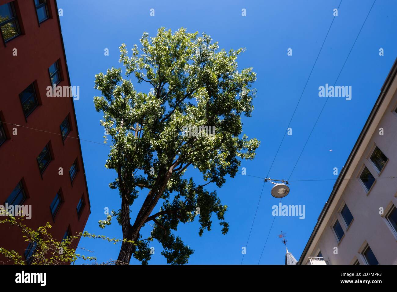 beautiful old buildings, historic houses in Munich, Lehel, restored ...