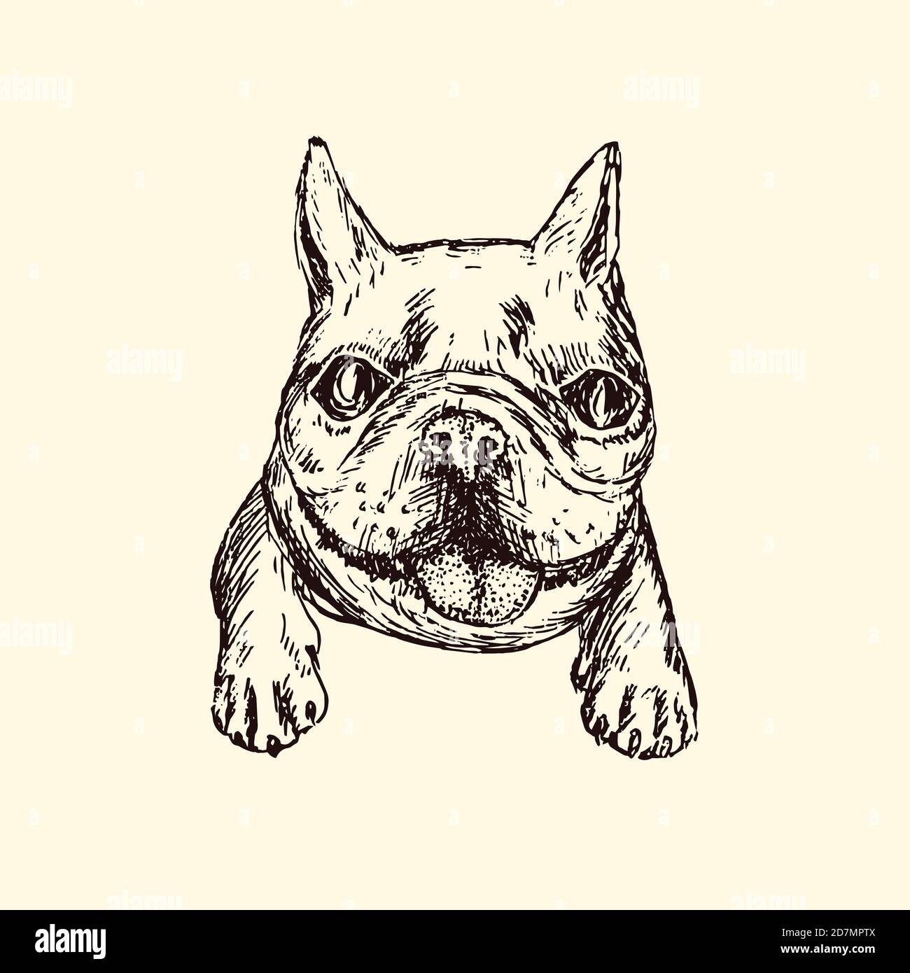 French Bulldog or Frenchie, hand drawn doodle sketch, isolated outline ...