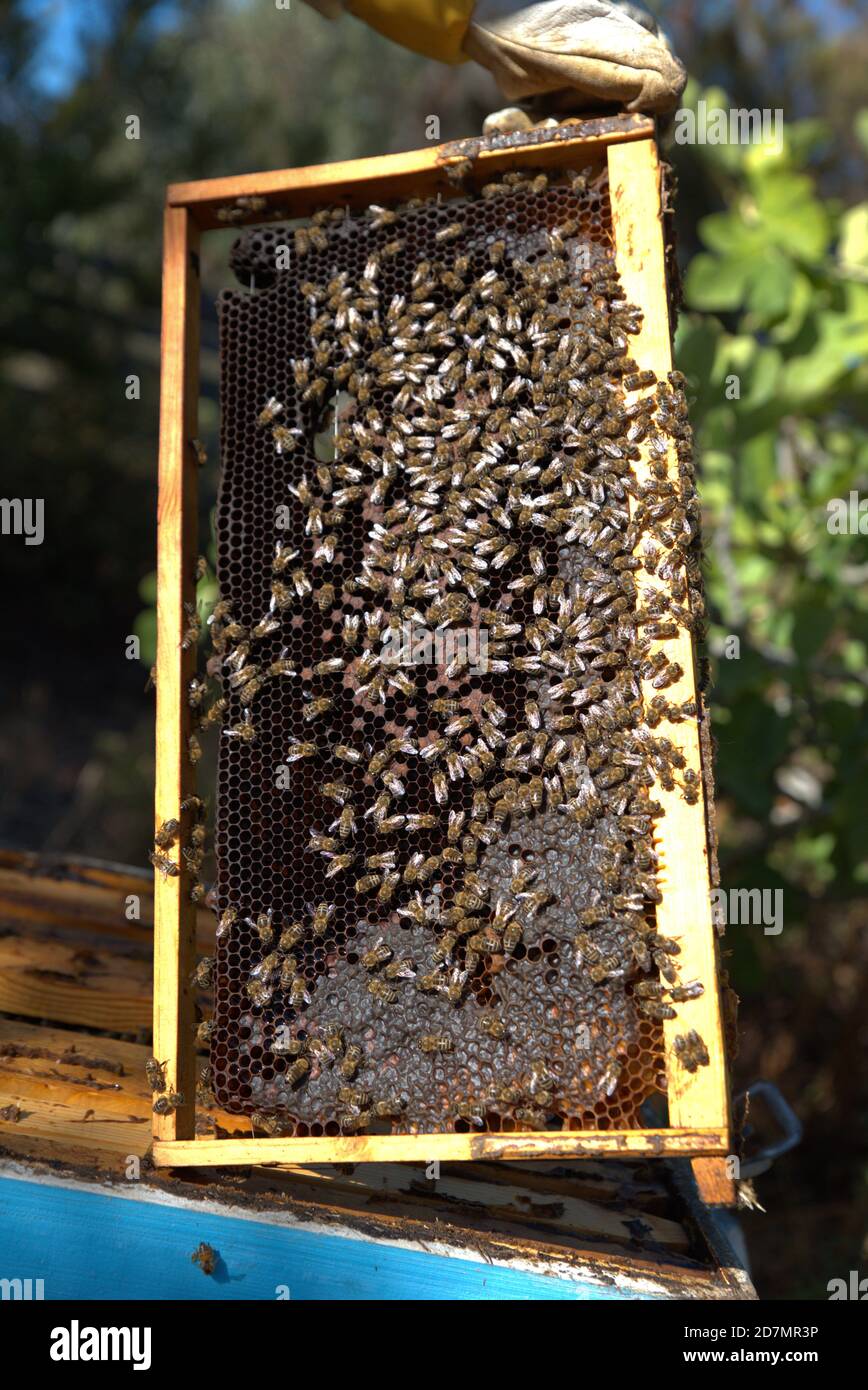 honey harvest from beehives Stock Photo - Alamy
