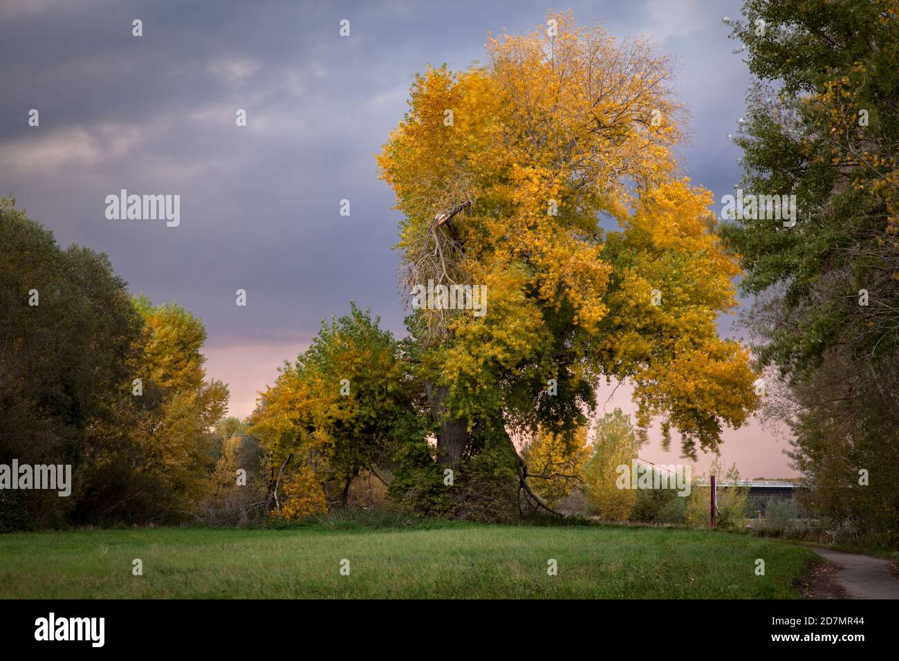 Weidenbaum hi-res stock photography and images - Alamy