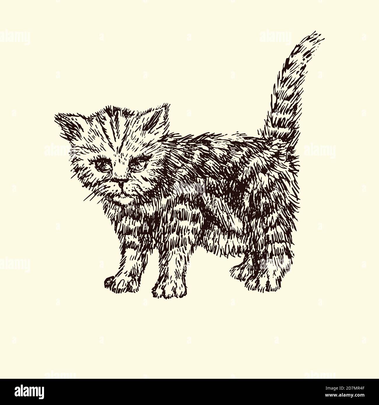 Kitten, hand drawn doodle sketch, isolated outline illustration Stock ...