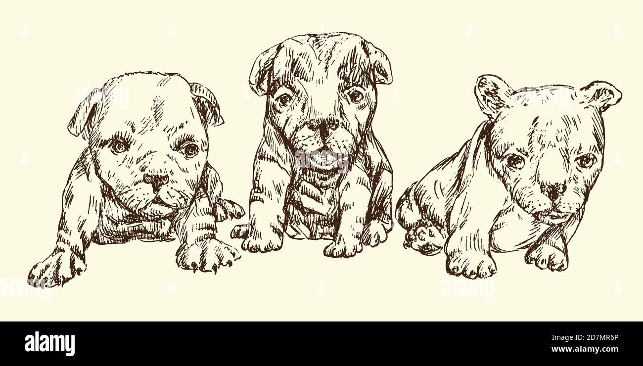 Three puppies sitting, hand drawn doodle sketch, isolated vector ...