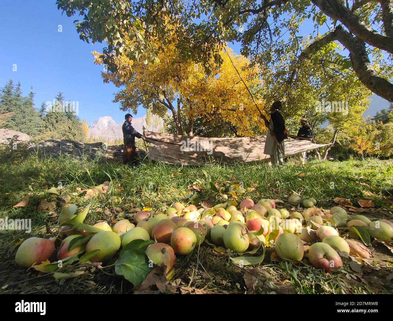 Skardu. 18th Oct, 2020. People harvest apples in Skardu in Pakistan's ...