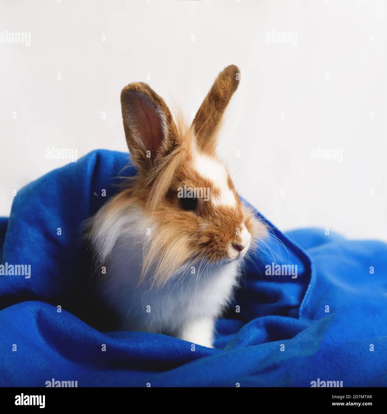 Nice rabbit hiding in a warm blanket Stock Photo - Alamy