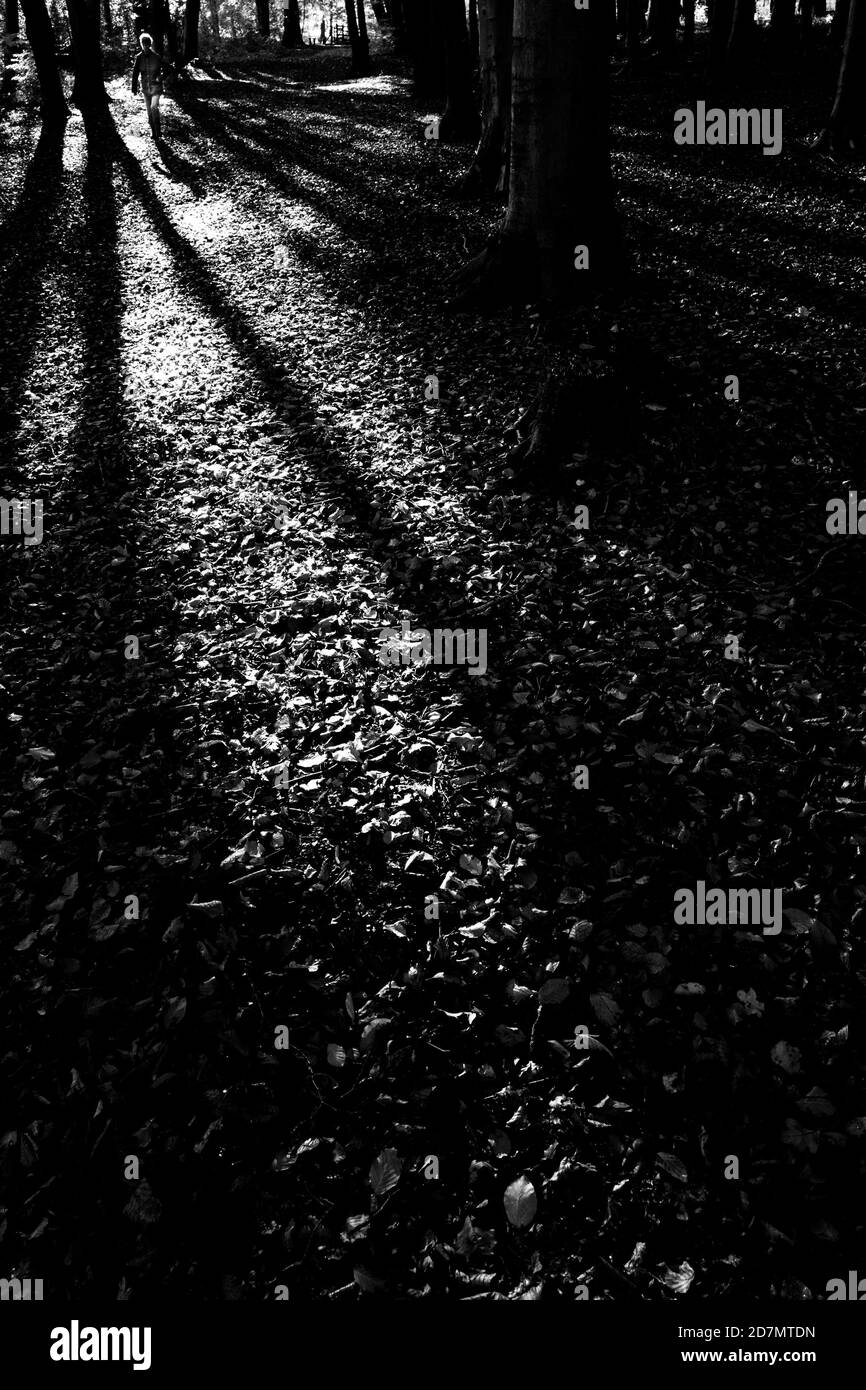 Woodland silhouette hi-res stock photography and images - Alamy