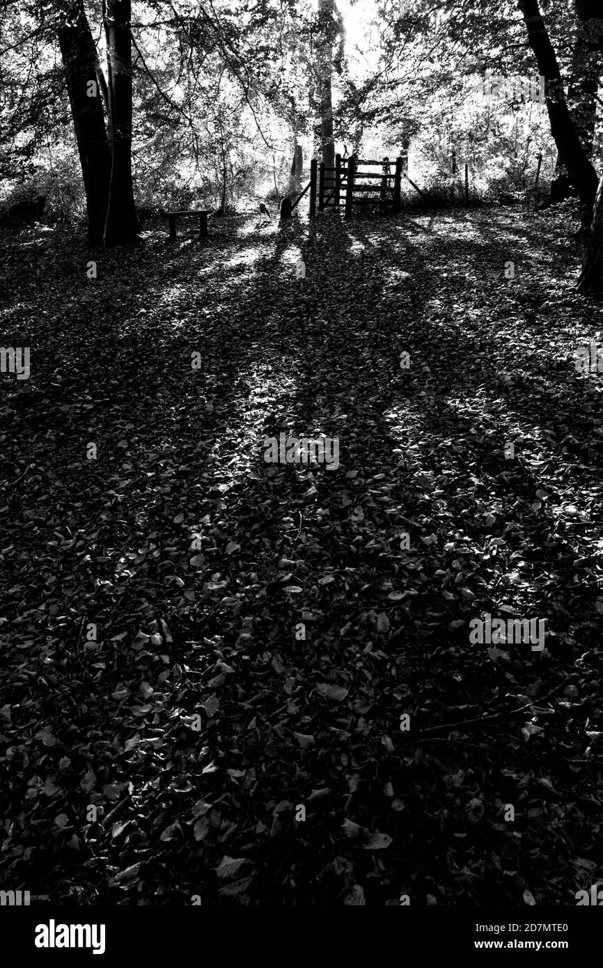 Woodland silhouette hi-res stock photography and images - Alamy