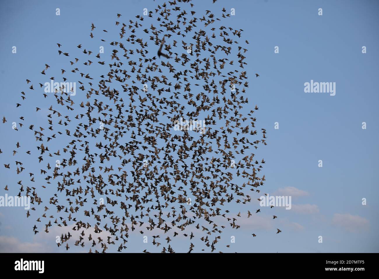 Flock of Starlings Stock Photo - Alamy