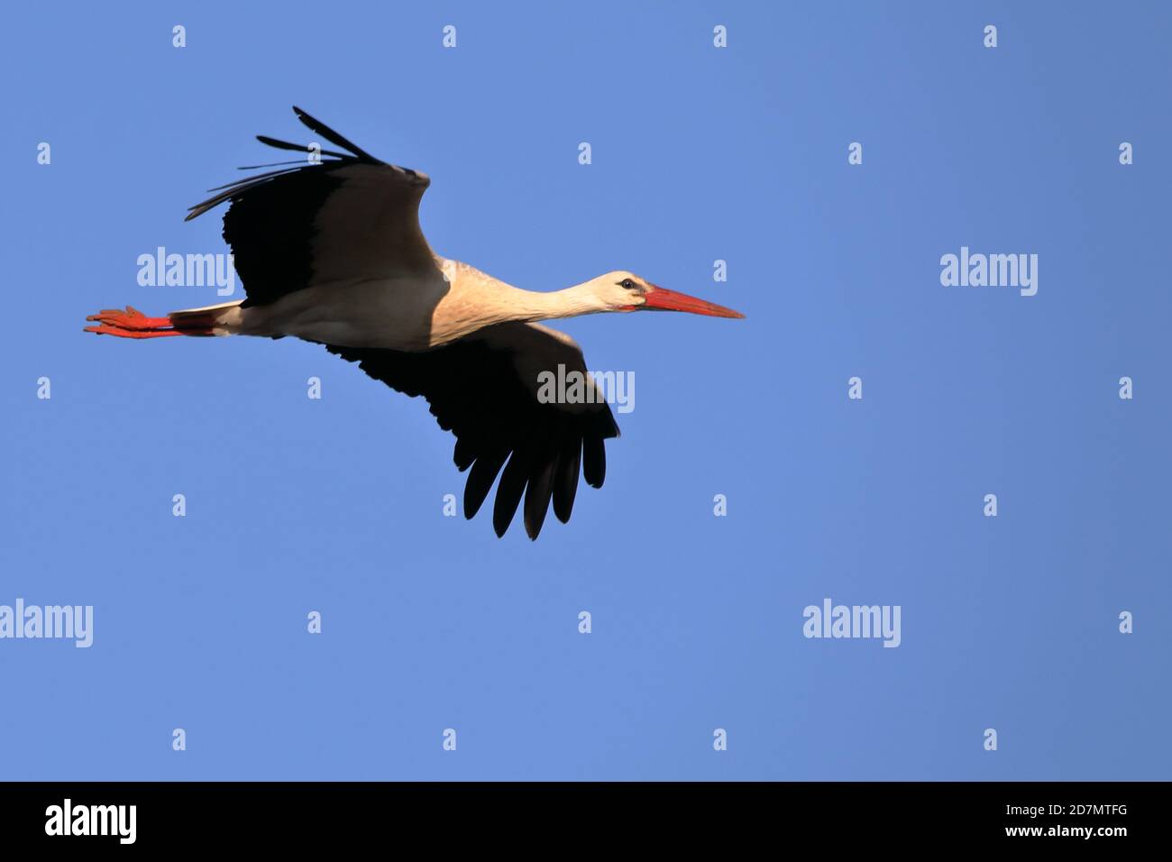 Flying White stork Stock Photo - Alamy