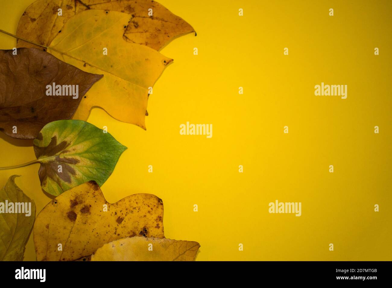 Autumn yellow background wallpaper with dry leaves and copy space Stock ...