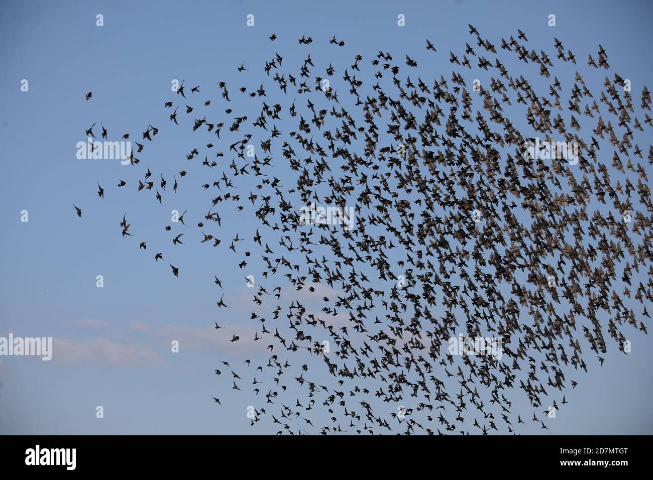 Flock of Starlings Stock Photo - Alamy
