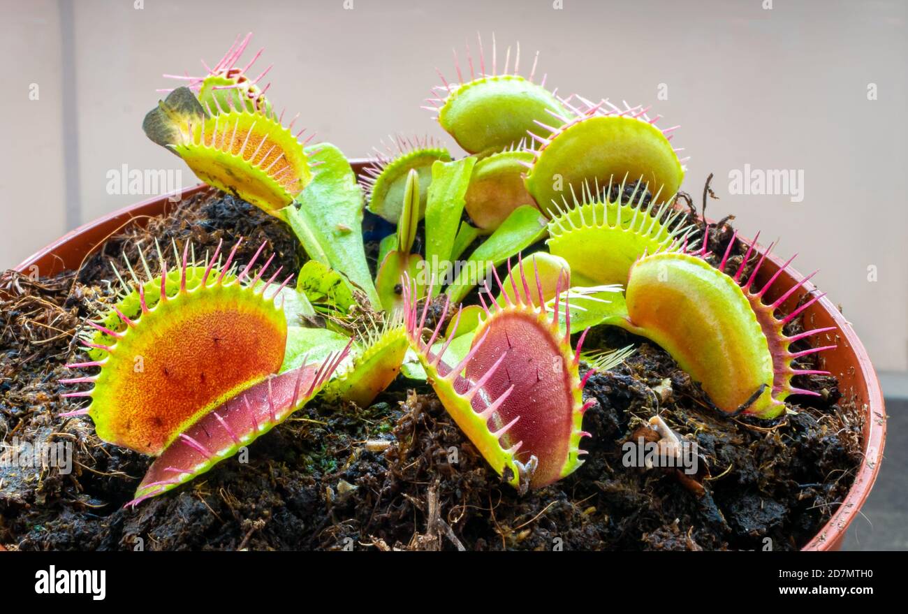 Image venus fly trap hi-res stock photography and images - Alamy
