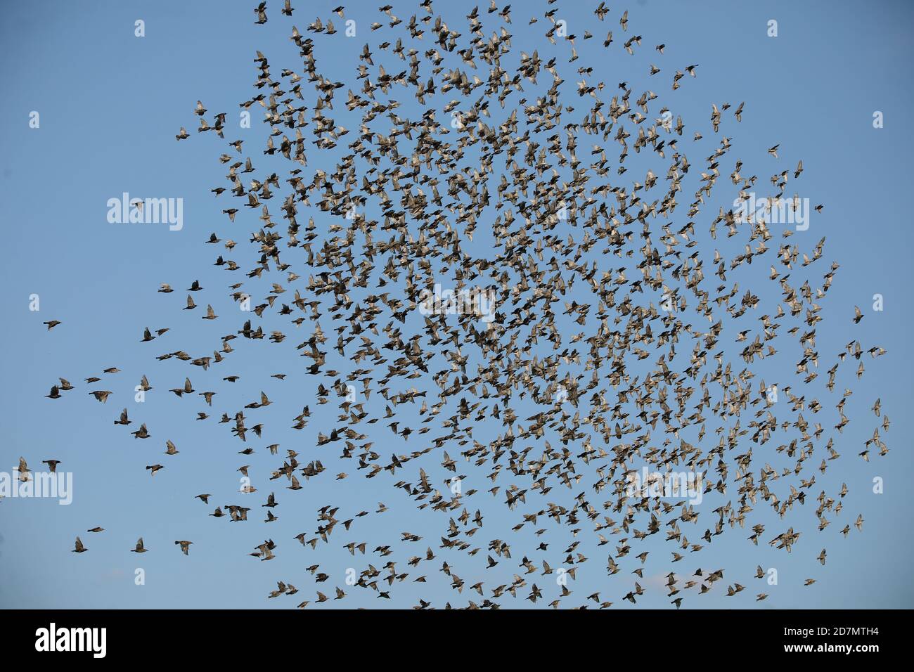 Flock birds starlings flying hi-res stock photography and images - Alamy