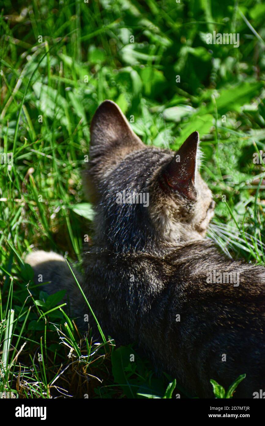 Vertical shot of a cute cat lying on the grass Stock Photo - Alamy
