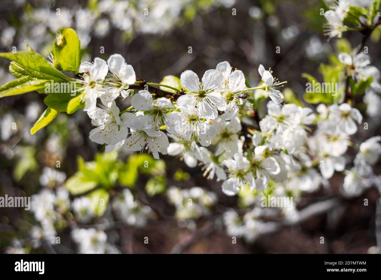 Beautiful spring blossoming plum tree with low dof Stock Photo - Alamy