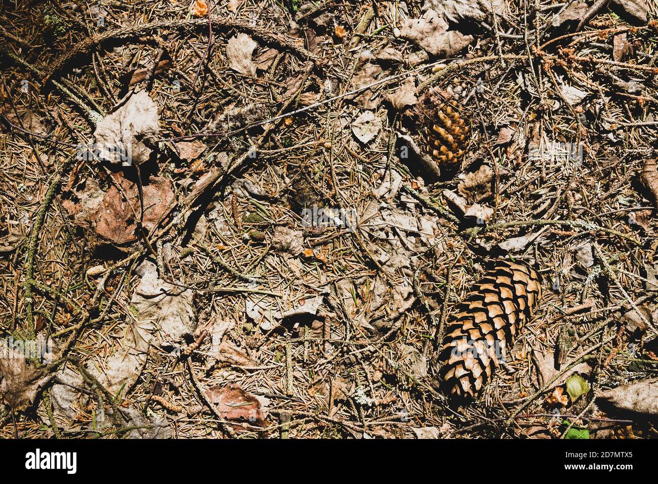 Natural pine forest ground with some leaves, twigs and cones. Forest ...