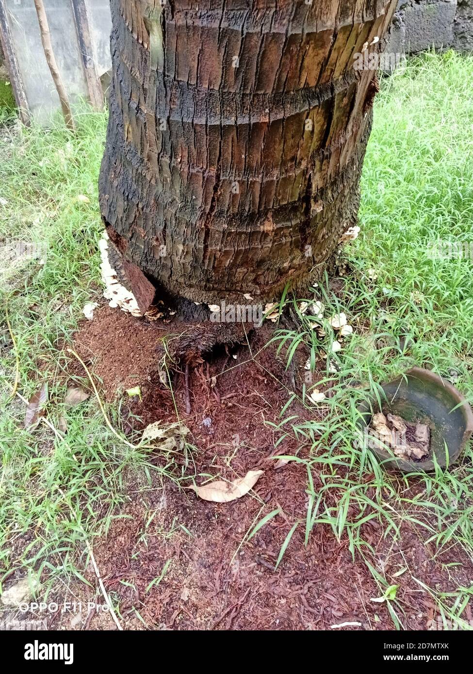 Rotting coconut stump Stock Photo - Alamy