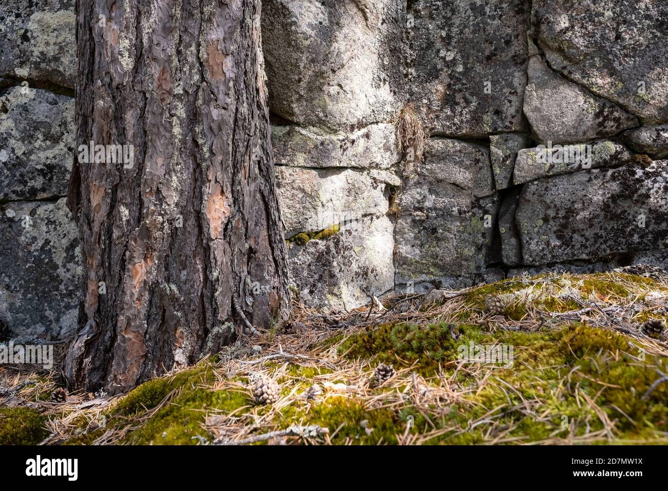 Trunk rock hi-res stock photography and images - Alamy