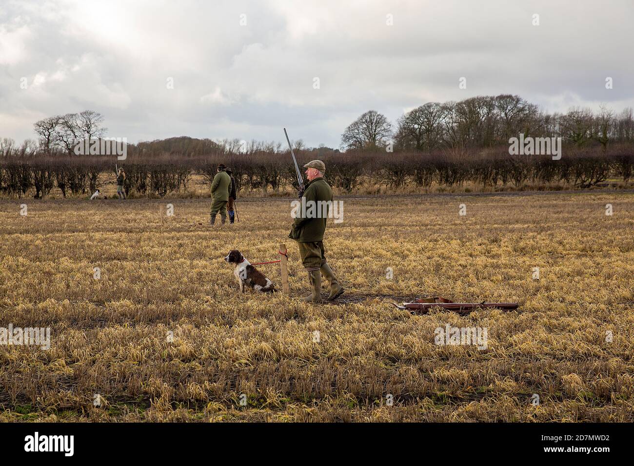 Shooting pheasants on a driven game shoot in Lancashire, England Stock ...