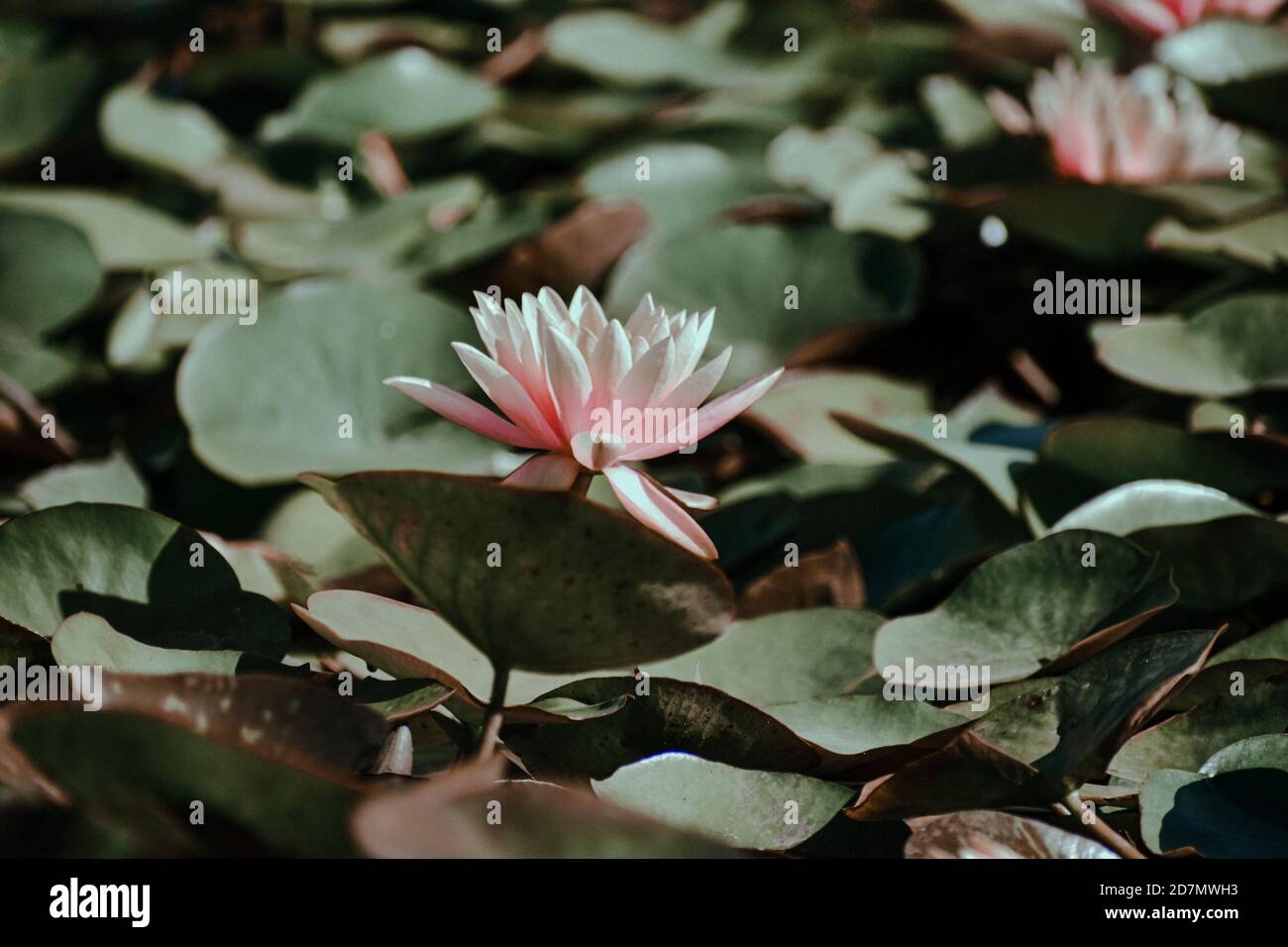 Beautiful shot water lily hi-res stock photography and images - Alamy