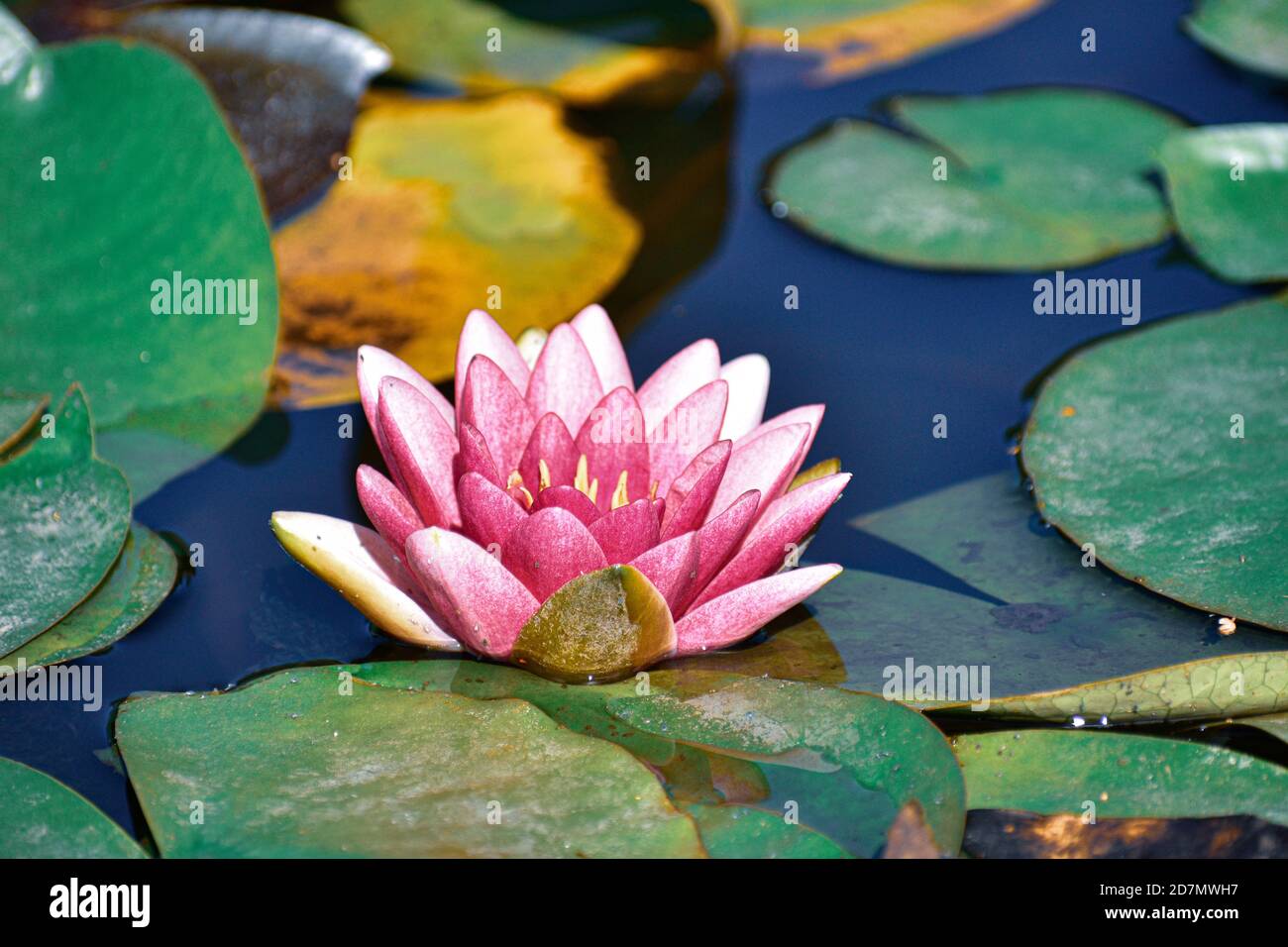 Beautiful shot water lily hi-res stock photography and images - Alamy