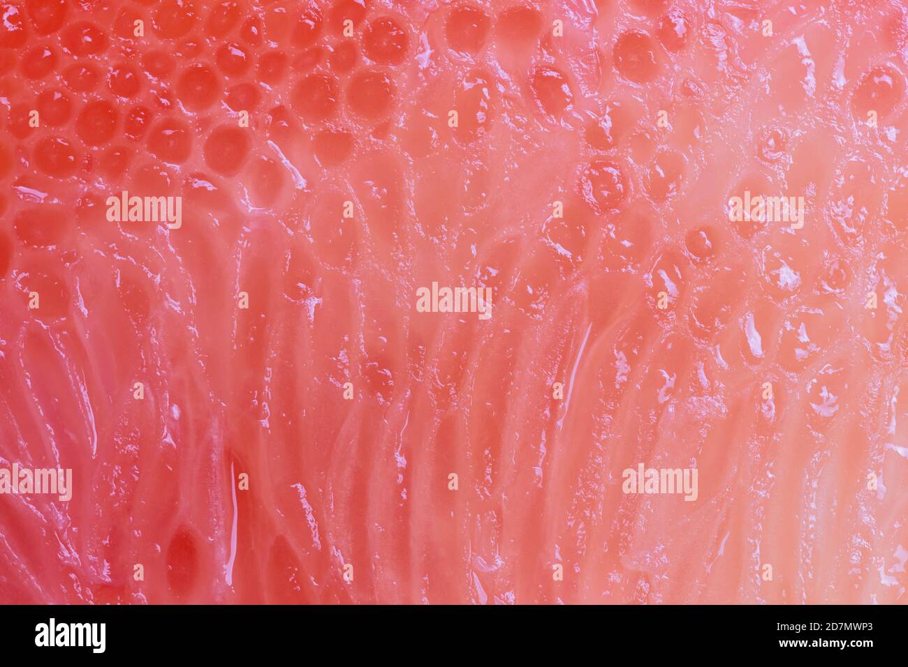 Closeup macro of grapefruit pulp. Fruit texture for background Stock ...