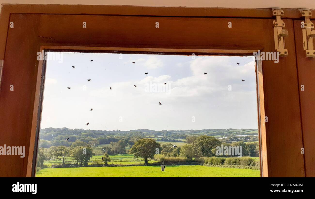 Flies on the inside of a house window Stock Photo - Alamy