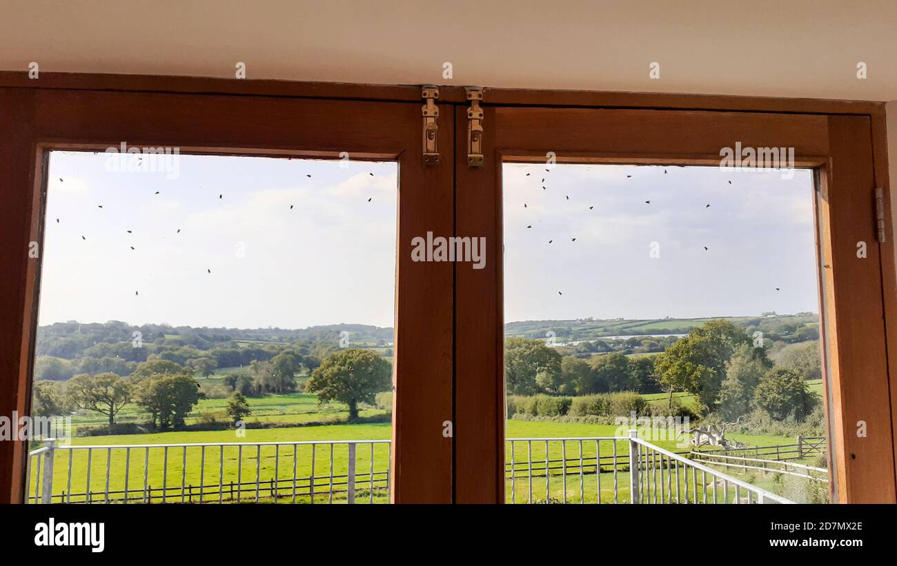 Flies on the inside of a house window Stock Photo - Alamy