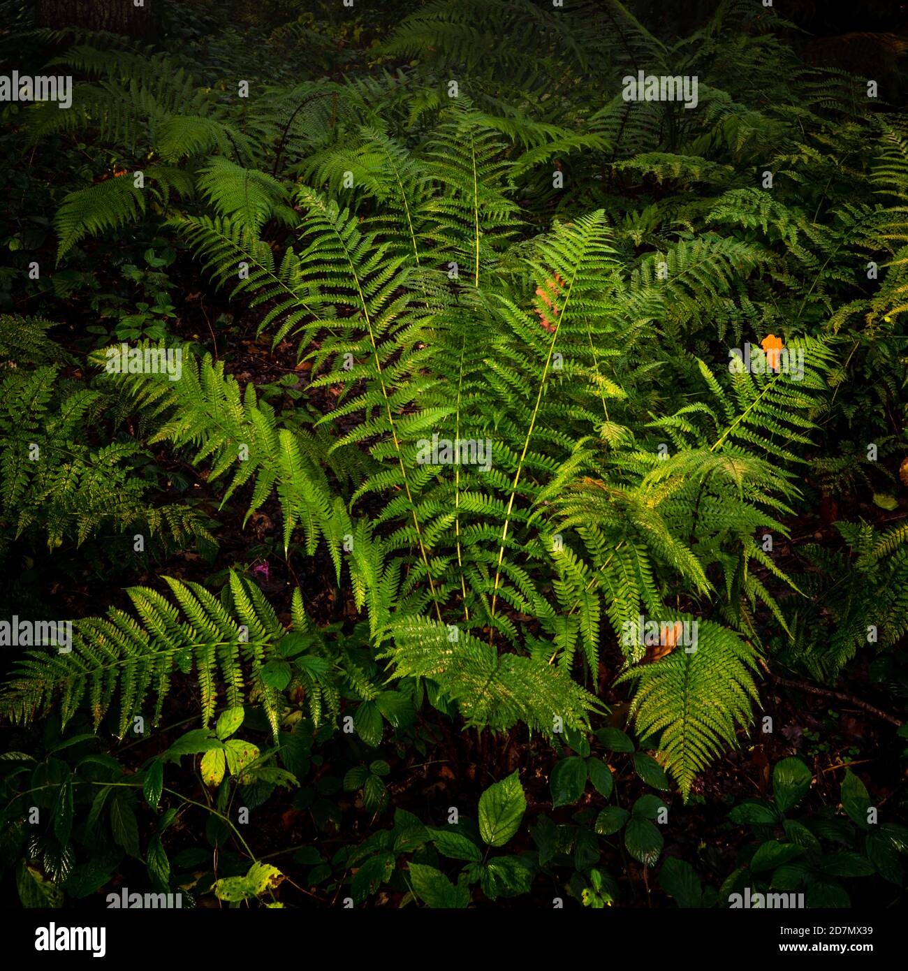 Forest Fern, North Yorkshire Stock Photo - Alamy