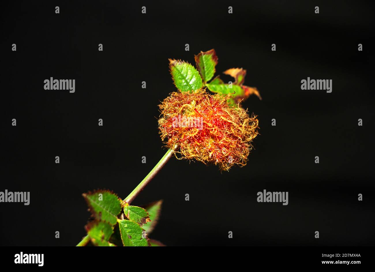 The gall of a Wild Rose seed capsule, often called a Robin's Pincushion ...