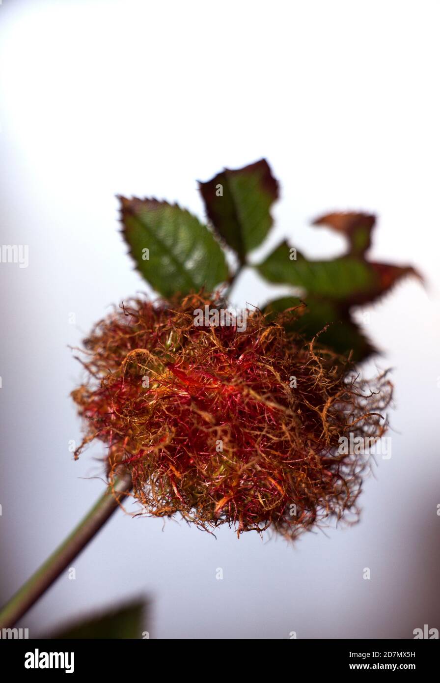 Rose seed wasp hi-res stock photography and images - Alamy