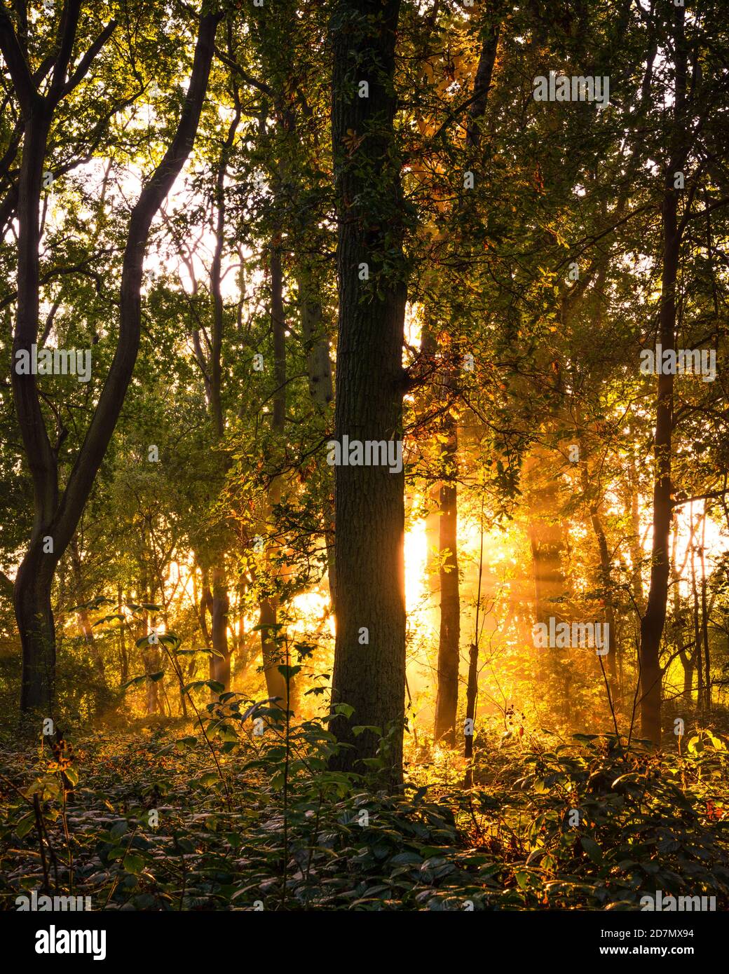 Sunlight in Woodland Stock Photo - Alamy