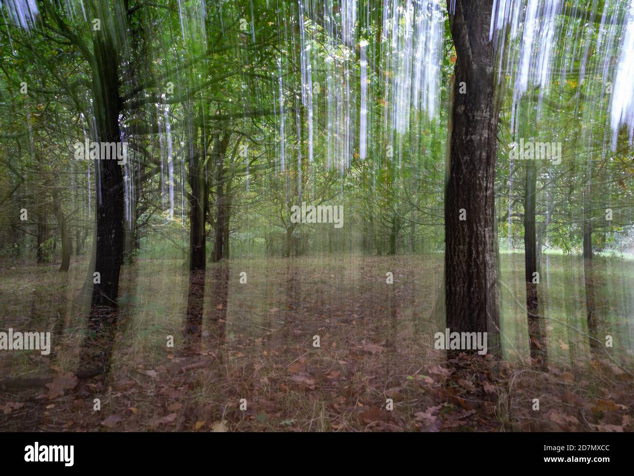 Pan of trees hi-res stock photography and images - Alamy