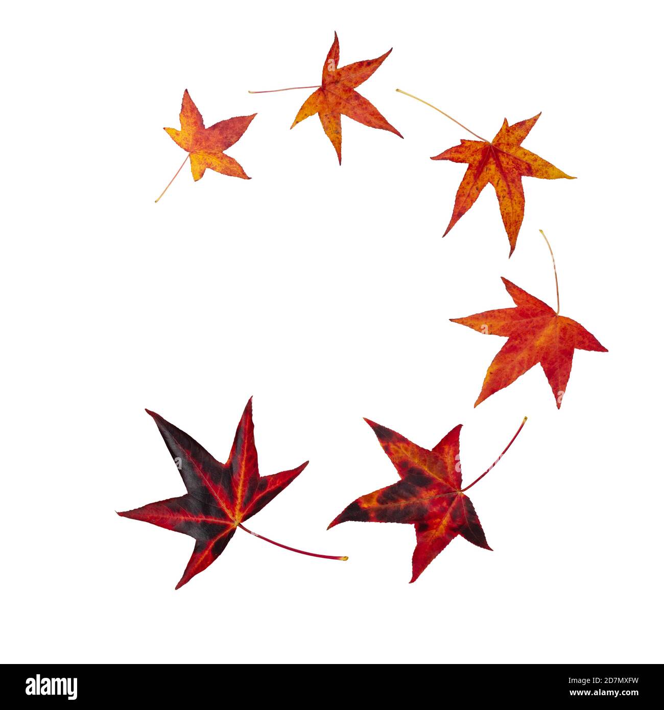 Flying in a circle autumn leaves isolated on white. American sweetgum ...