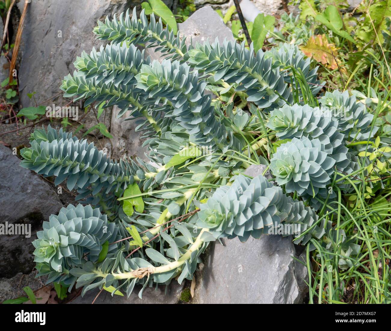 Gopher or upright myrtle spurge plant without flowers. Euphorbia rigida ...
