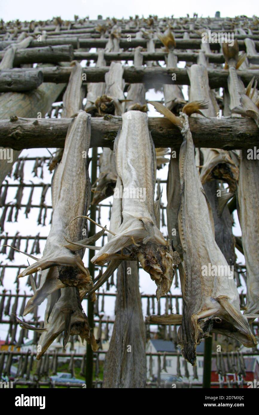 dried fish and cod outside houses, lofoten islands, norway Stock Photo ...