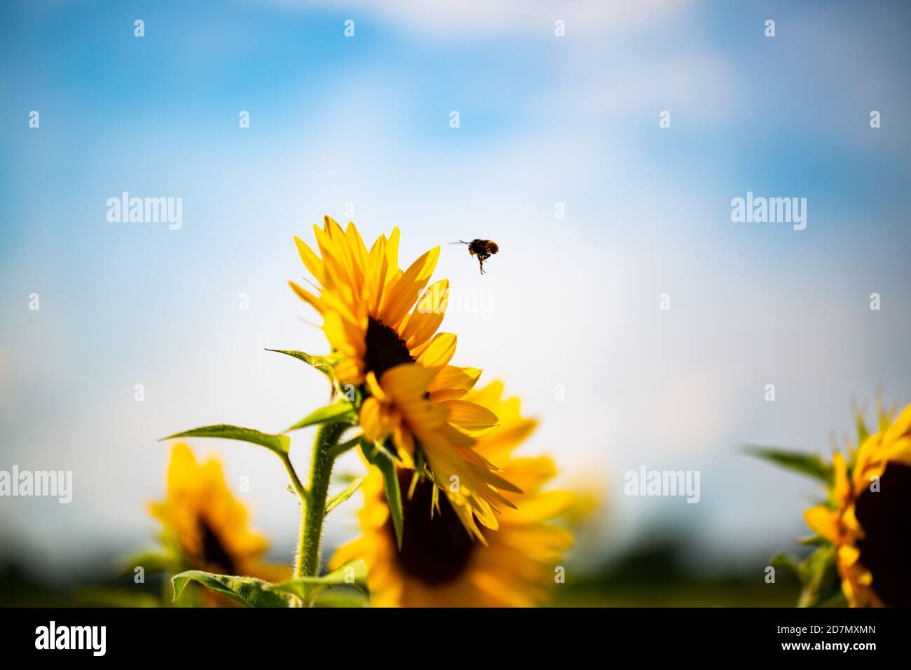 bee with sunflowers, fly to the sunflower Stock Photo - Alamy