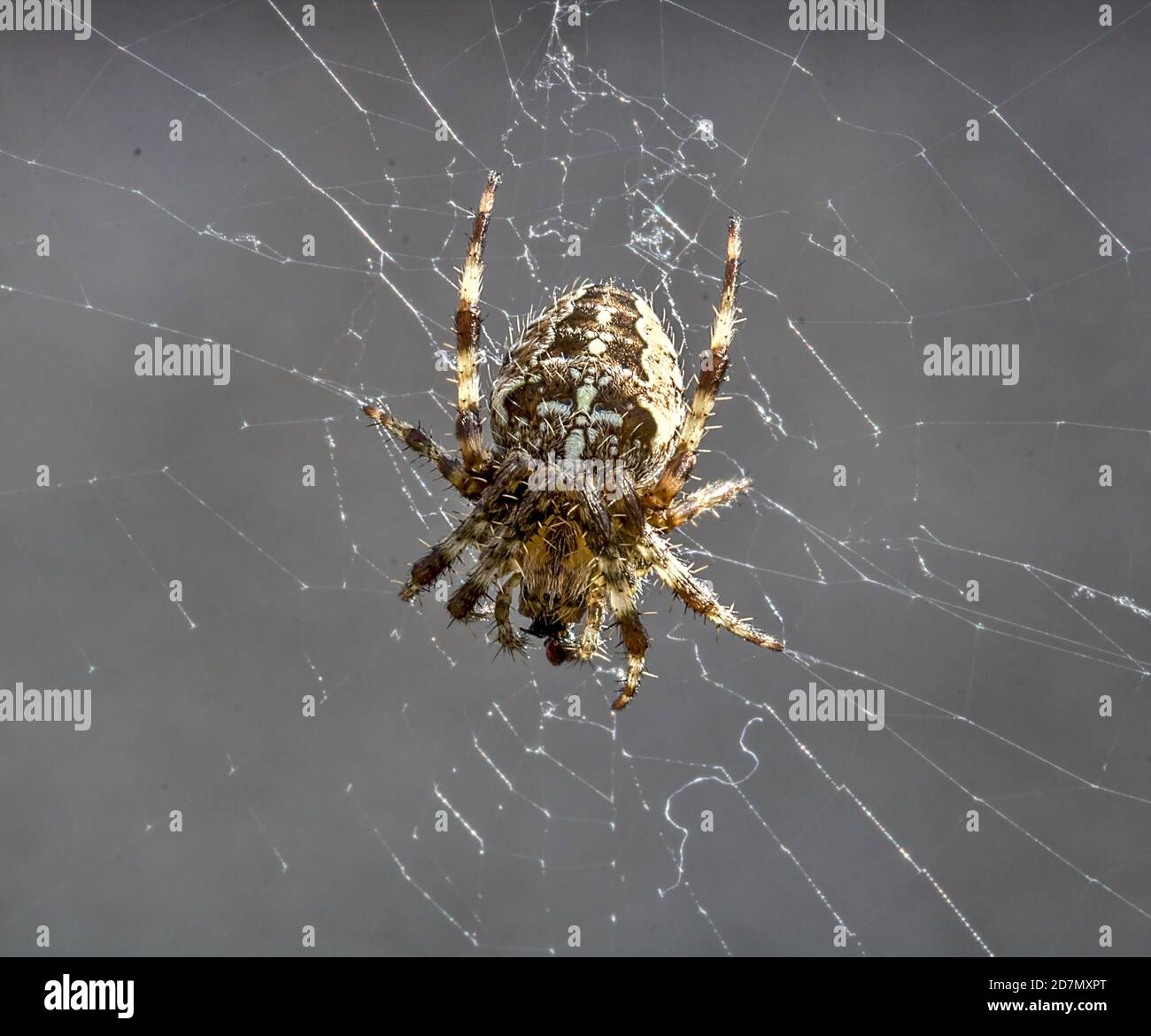 Giant Spider Web Farm