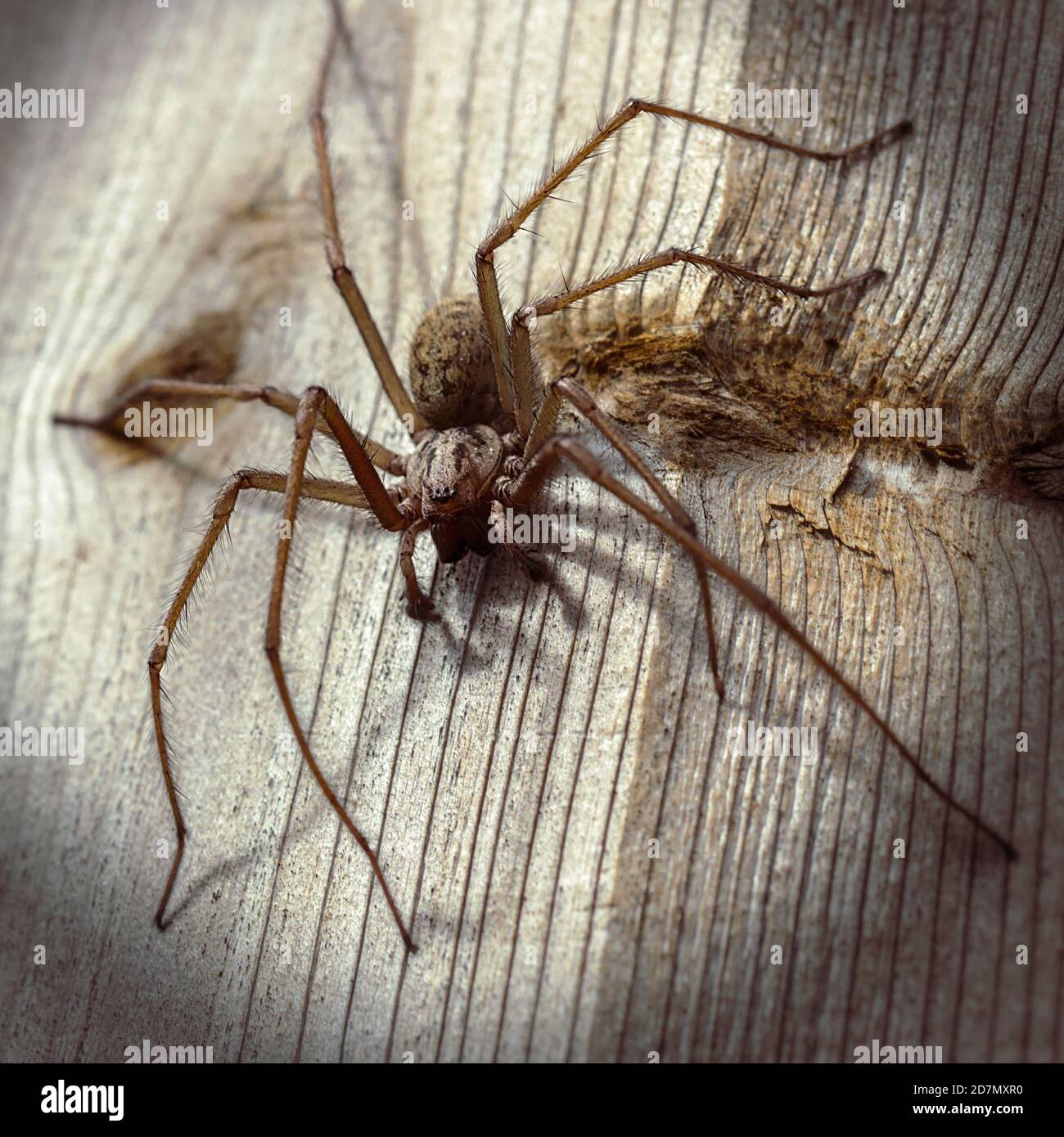 Tegenaria sp. Spider, male, Scotland. Photographed on wooden background ...