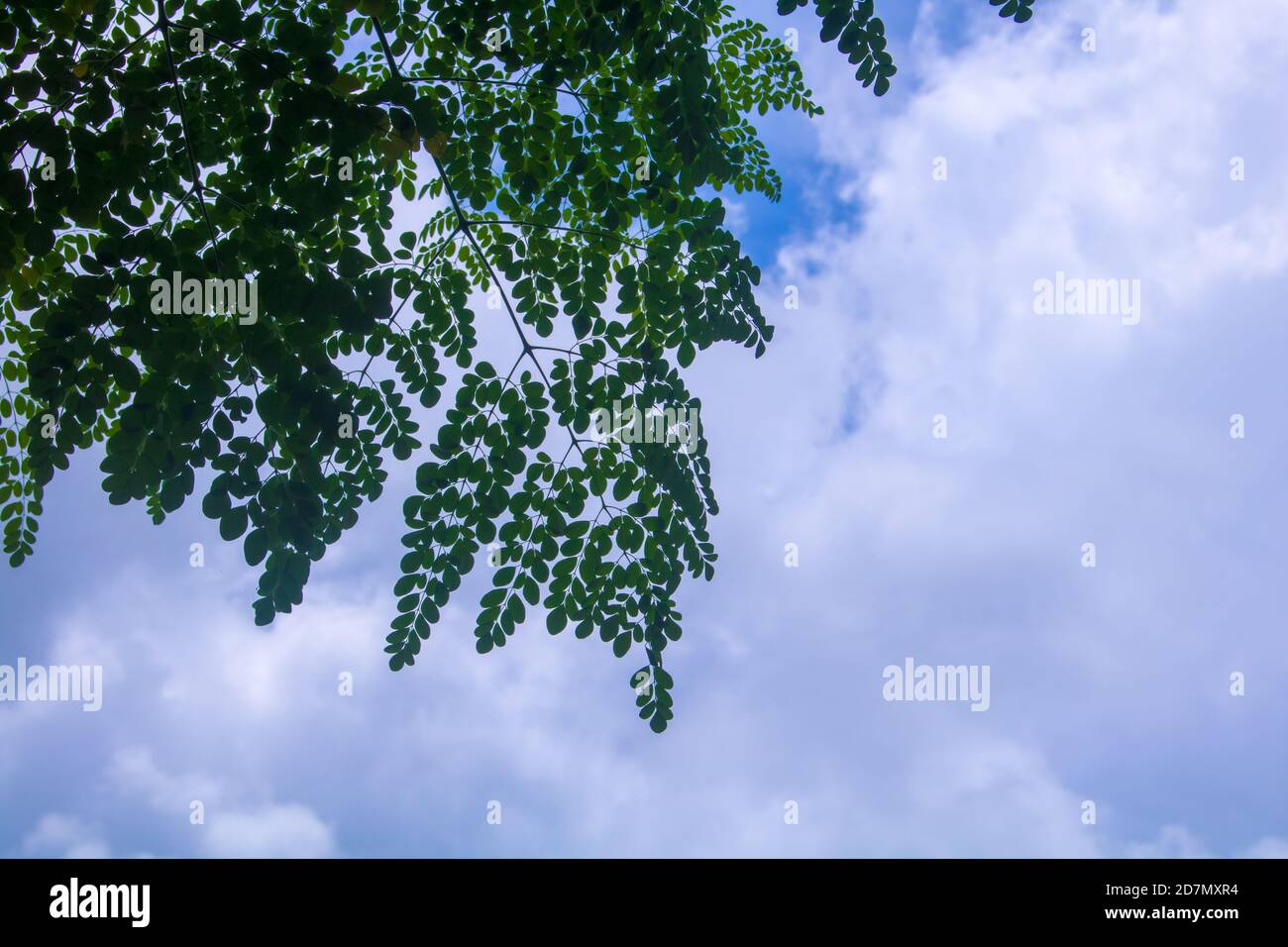 Moringa, leaves (Moringa oleifera Lamk.) Natural Moringa leaves Blue ...