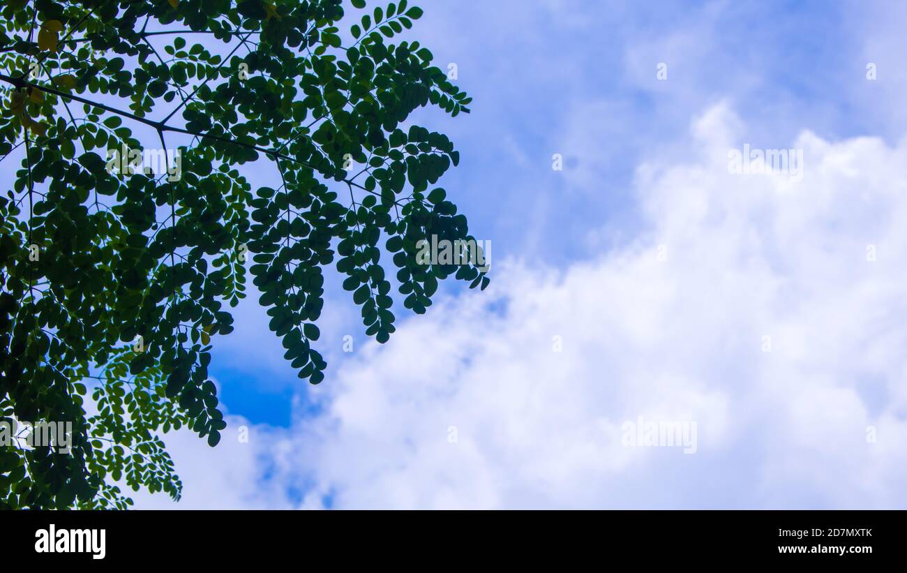 Moringa, leaves (Moringa oleifera Lamk.) Natural Moringa leaves Blue ...