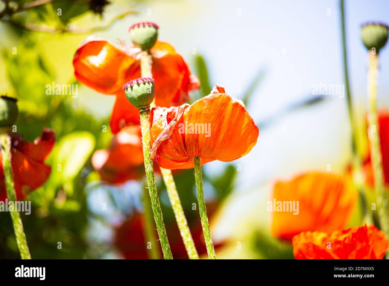 Poppies in spring hi-res stock photography and images - Alamy