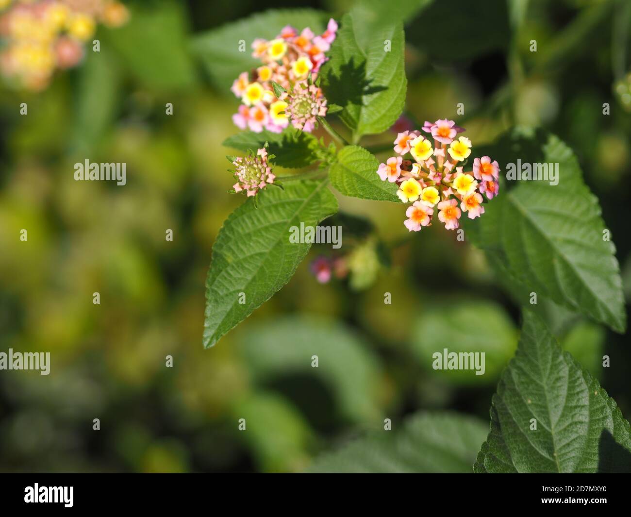 Colorful pink yellow color flower Lantana camara, Verbenaceae semi ...