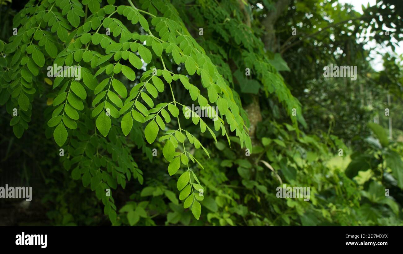Fresh Green Moringa leaves Medicinal Plant (Moringa oleifera Lamk ...