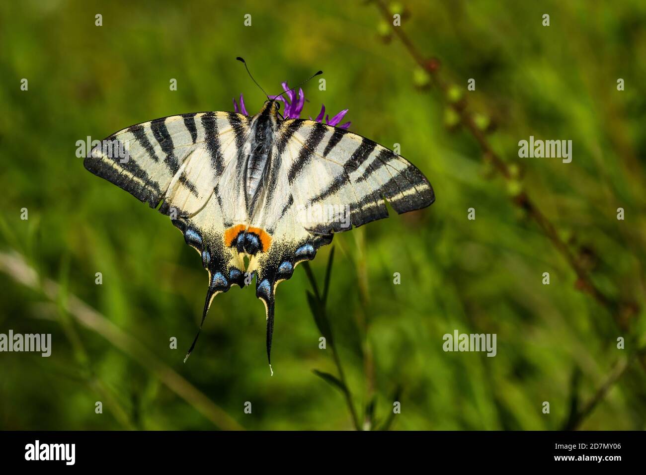 Yellow and black striped butterfly hi-res stock photography and images ...