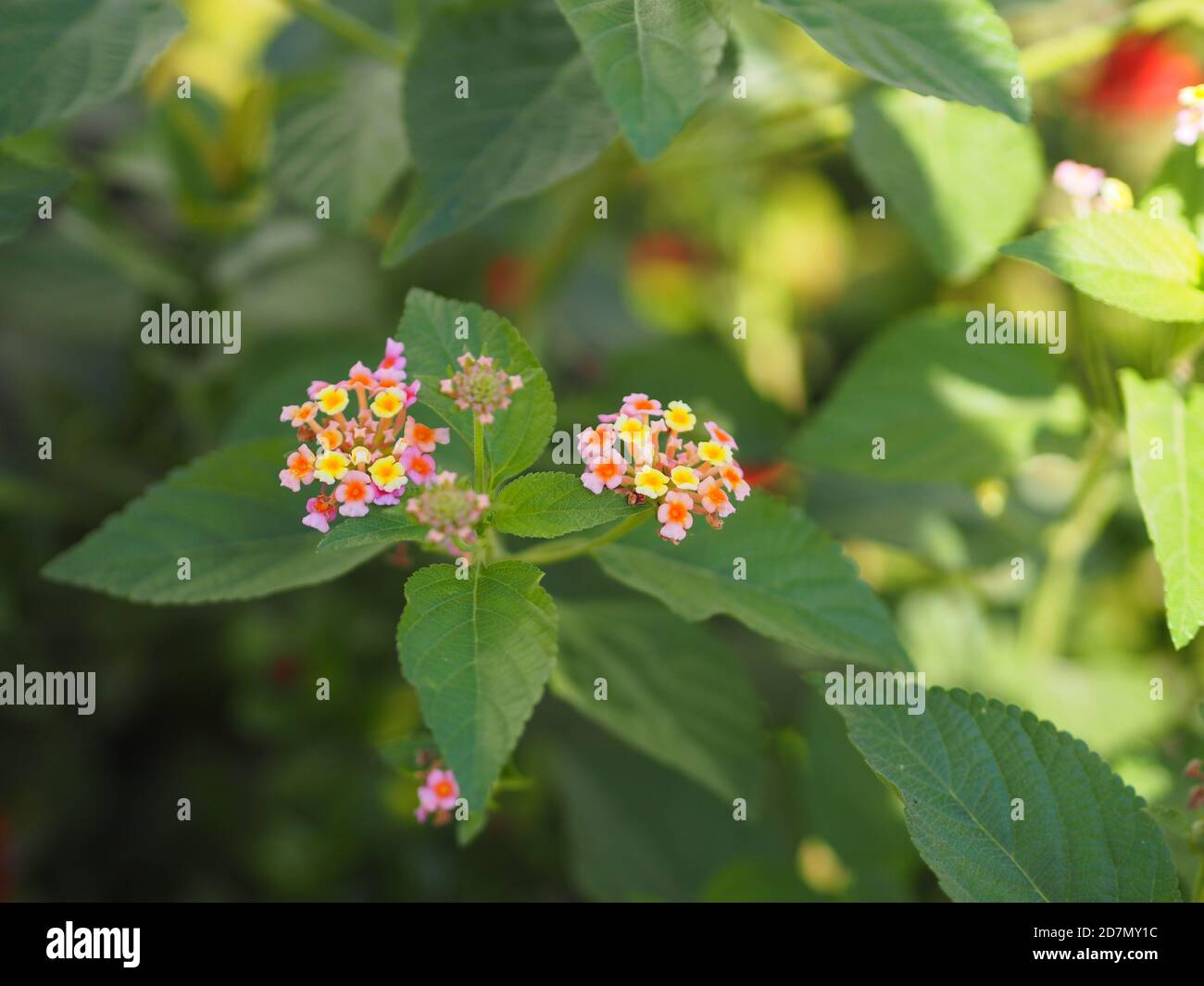 Colorful pink yellow color flower Lantana camara, Verbenaceae semi ...