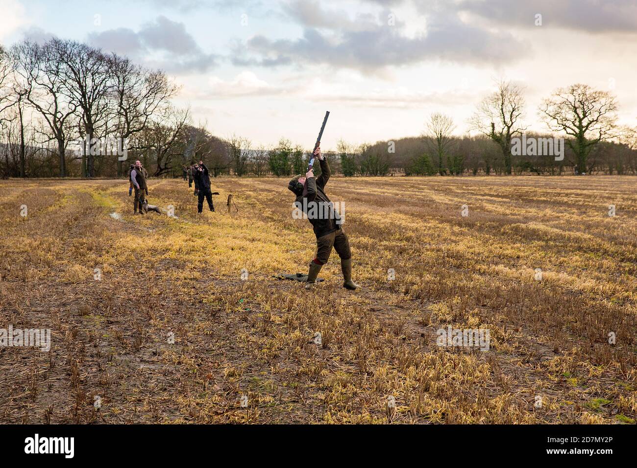 Shooting pheasants on a driven game shoot in Lancashire, England Stock ...