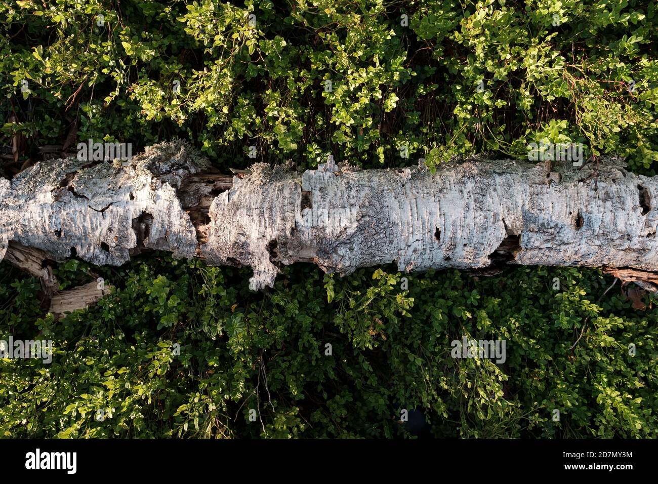 Old, rotten birch trunk lies on green grass, in the forest. Top view ...